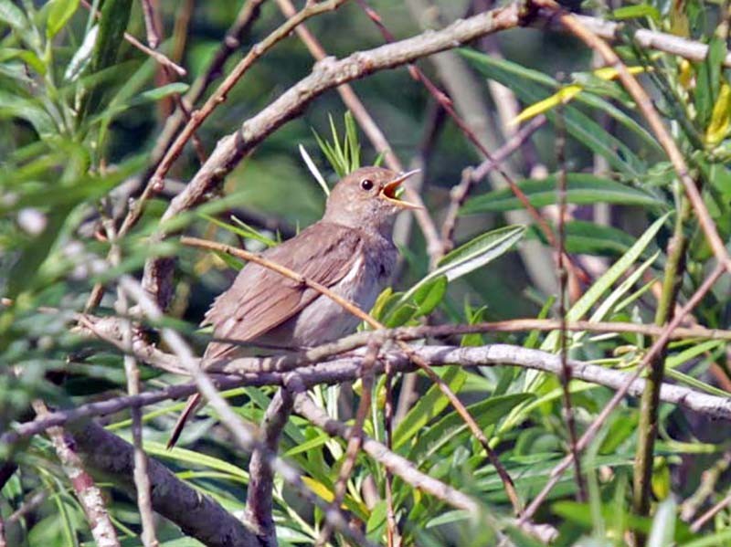 Thrush Nightingale - eBird