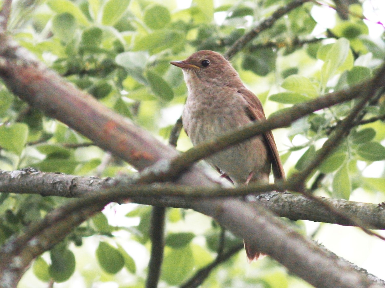 Thrush Nightingale - eBird