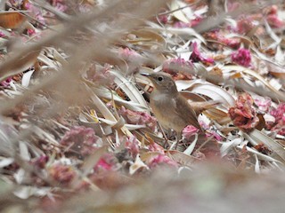 Thrush Nightingale - eBird
