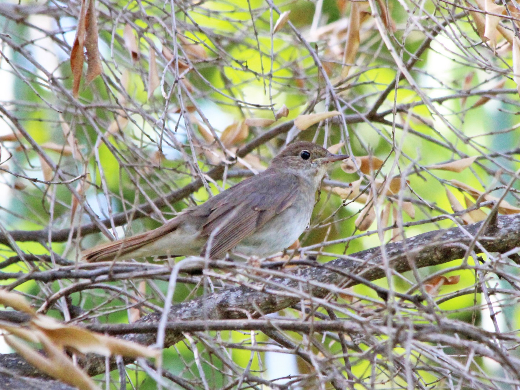 Thrush Nightingale - eBird