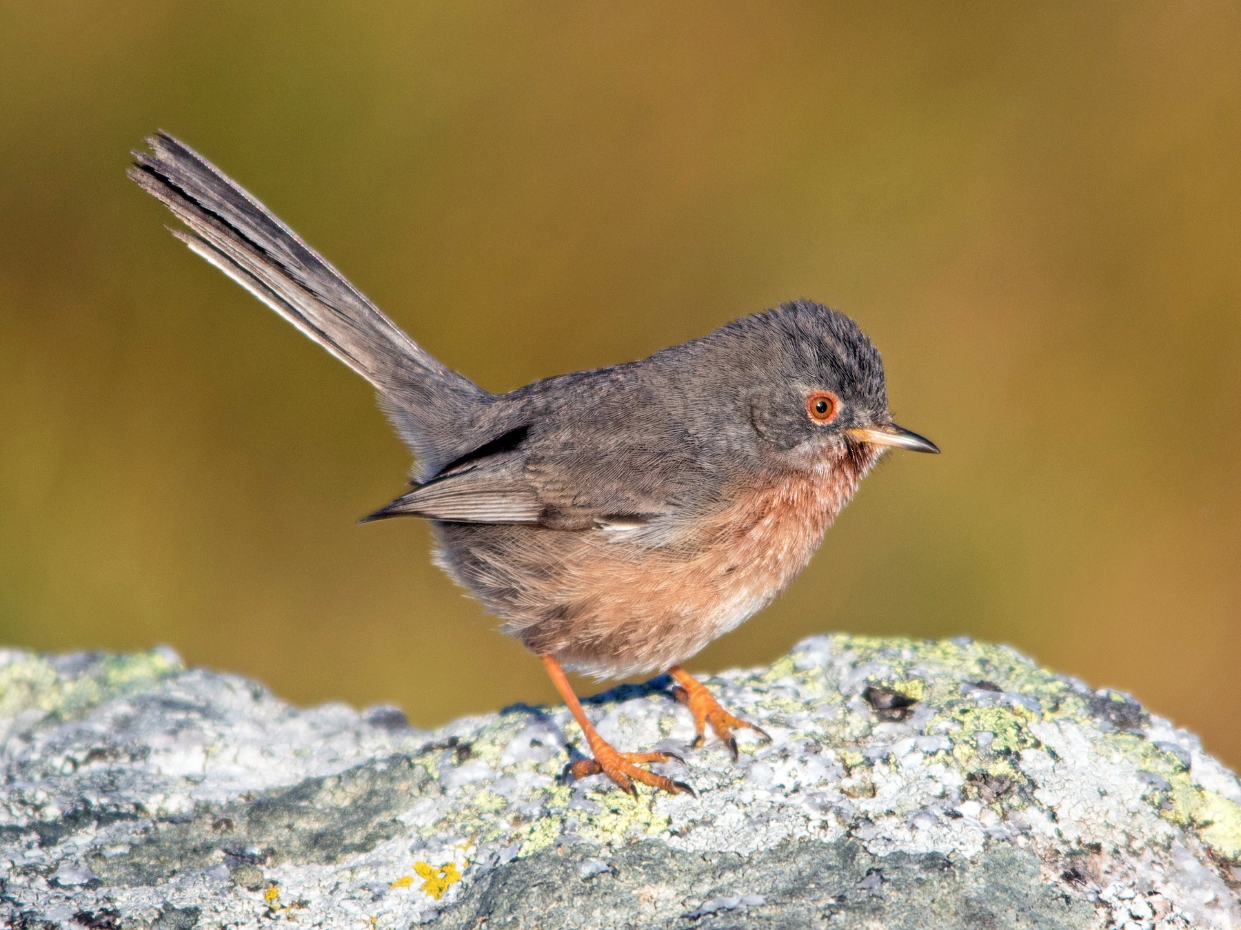 Dartford Warbler - eBird