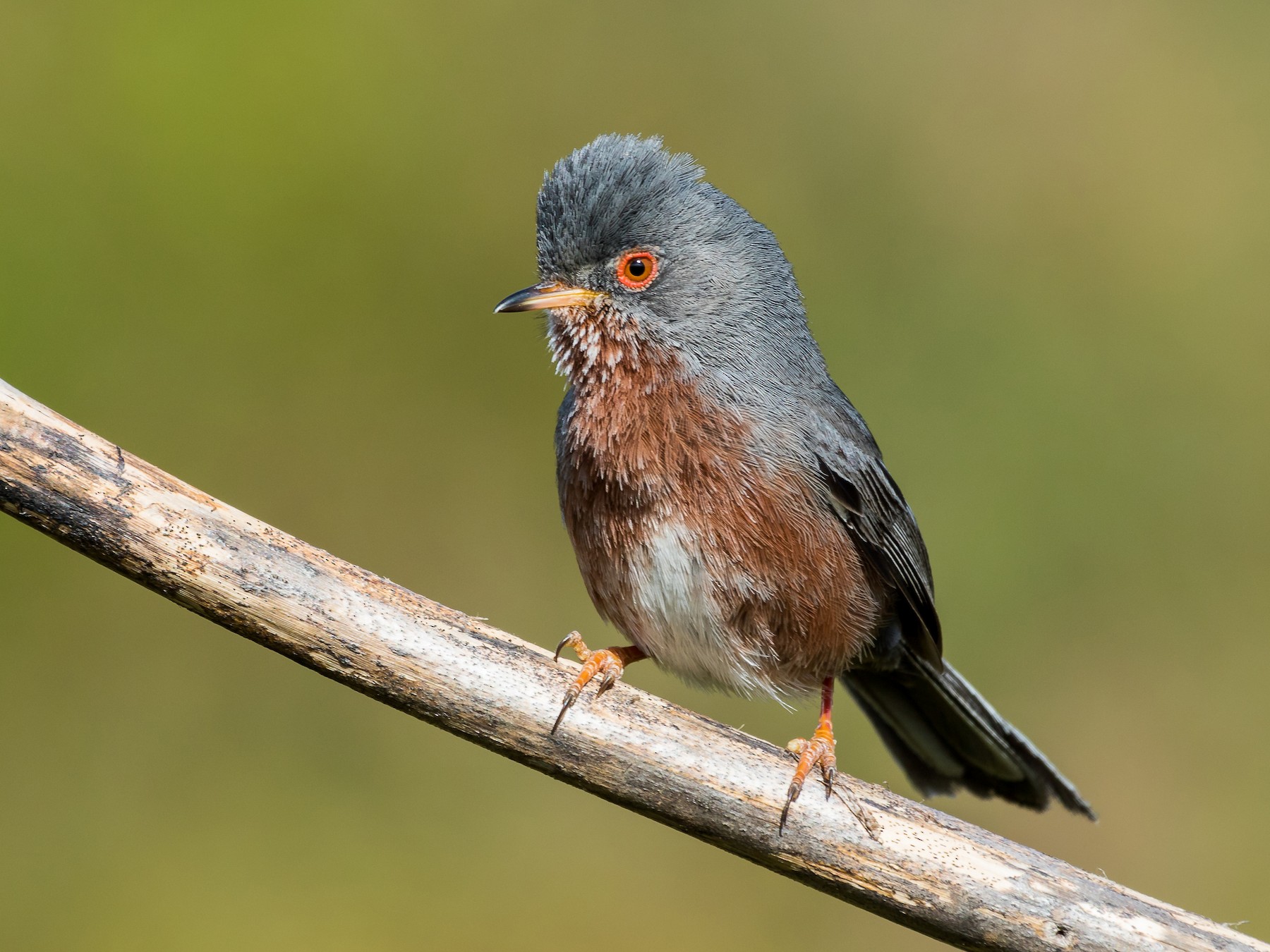 Dartford Warbler - eBird