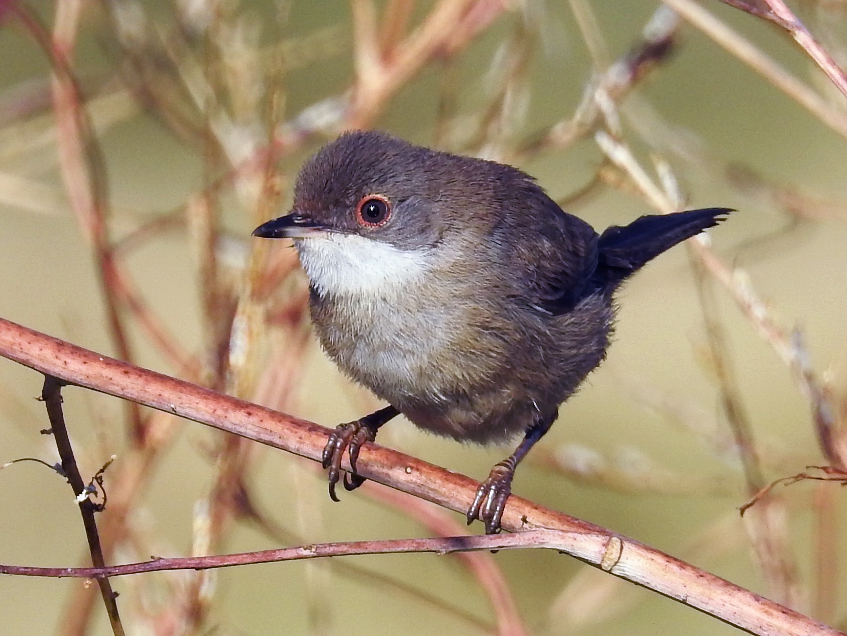 Sardinian Warbler - eBird