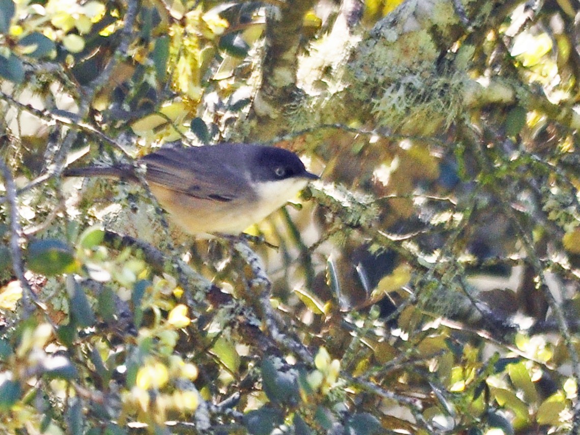 Western Orphean Warbler - eBird