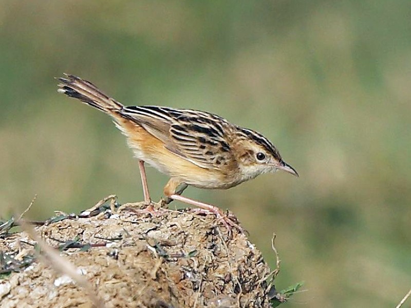 Zitting Cisticola - eBird