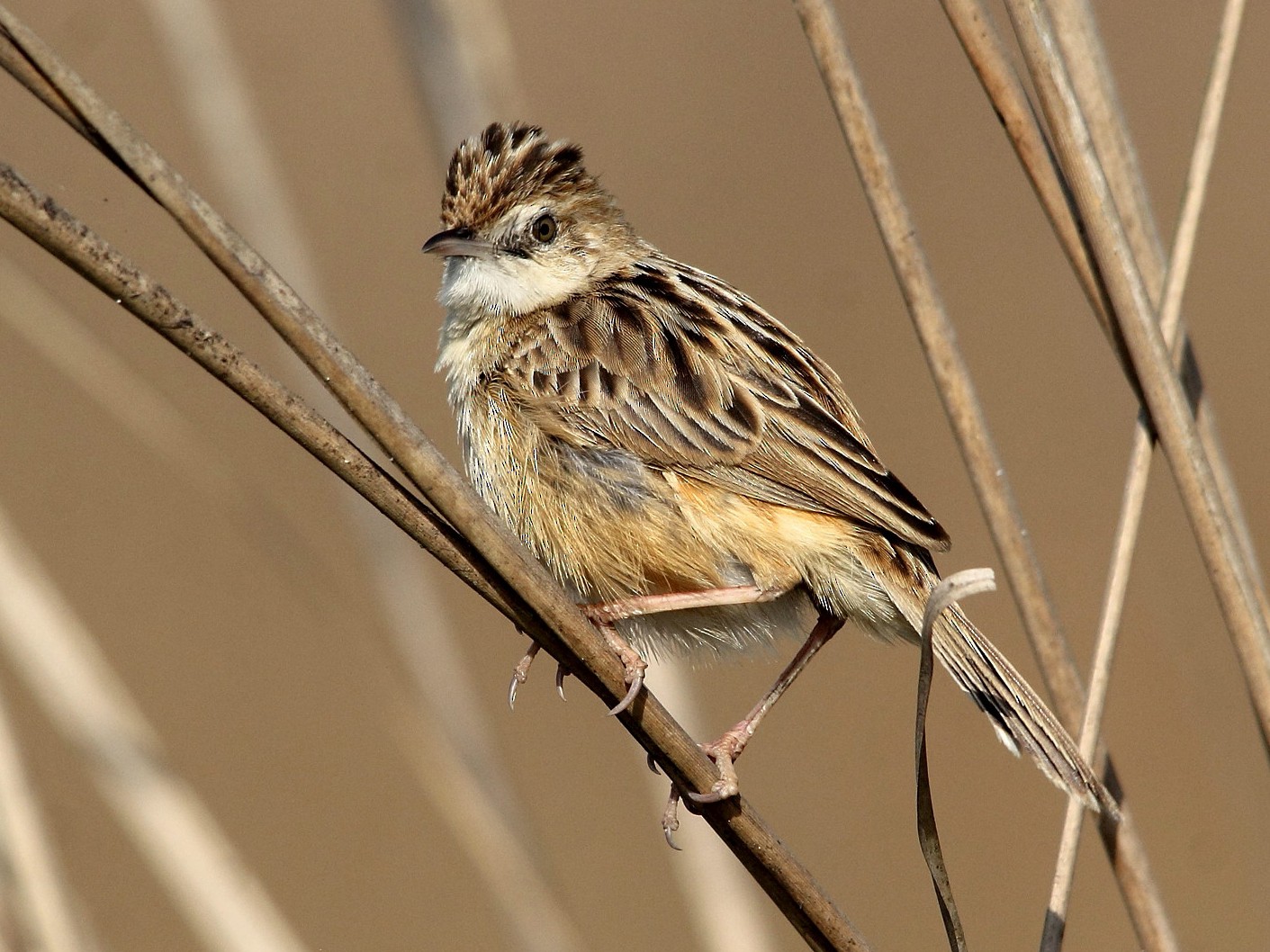 Zitting Cisticola - eBird
