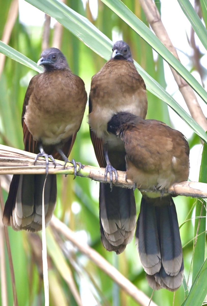 eBird Checklist - 18 Feb 2023 - Sendero Bogarín - 33 species