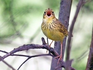 Lanceolated Warbler - eBird