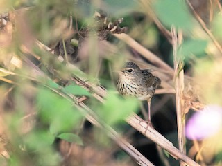 Lanceolated Warbler - eBird