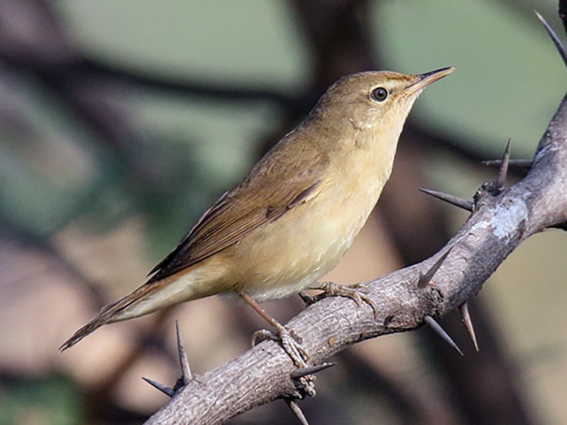 Blyth's Reed Warbler - Acrocephalus dumetorum - Birds of the World