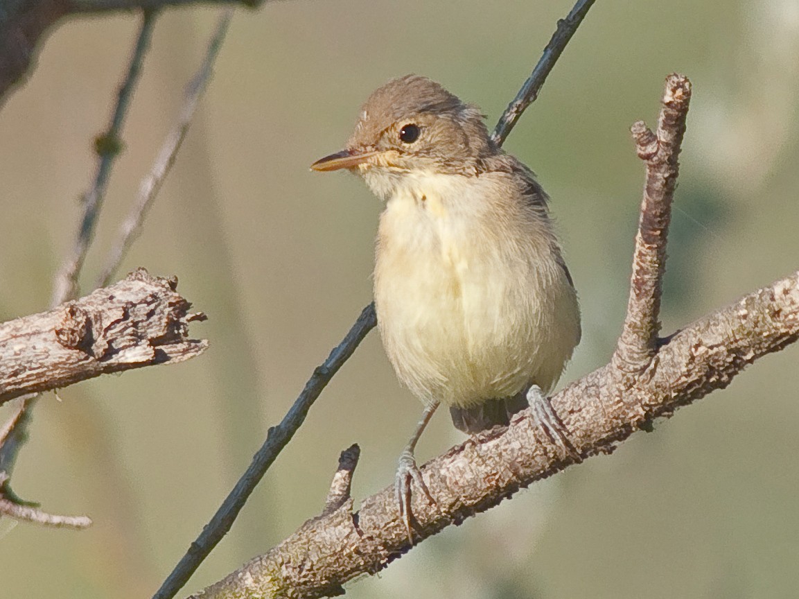 Melodious Warbler - eBird