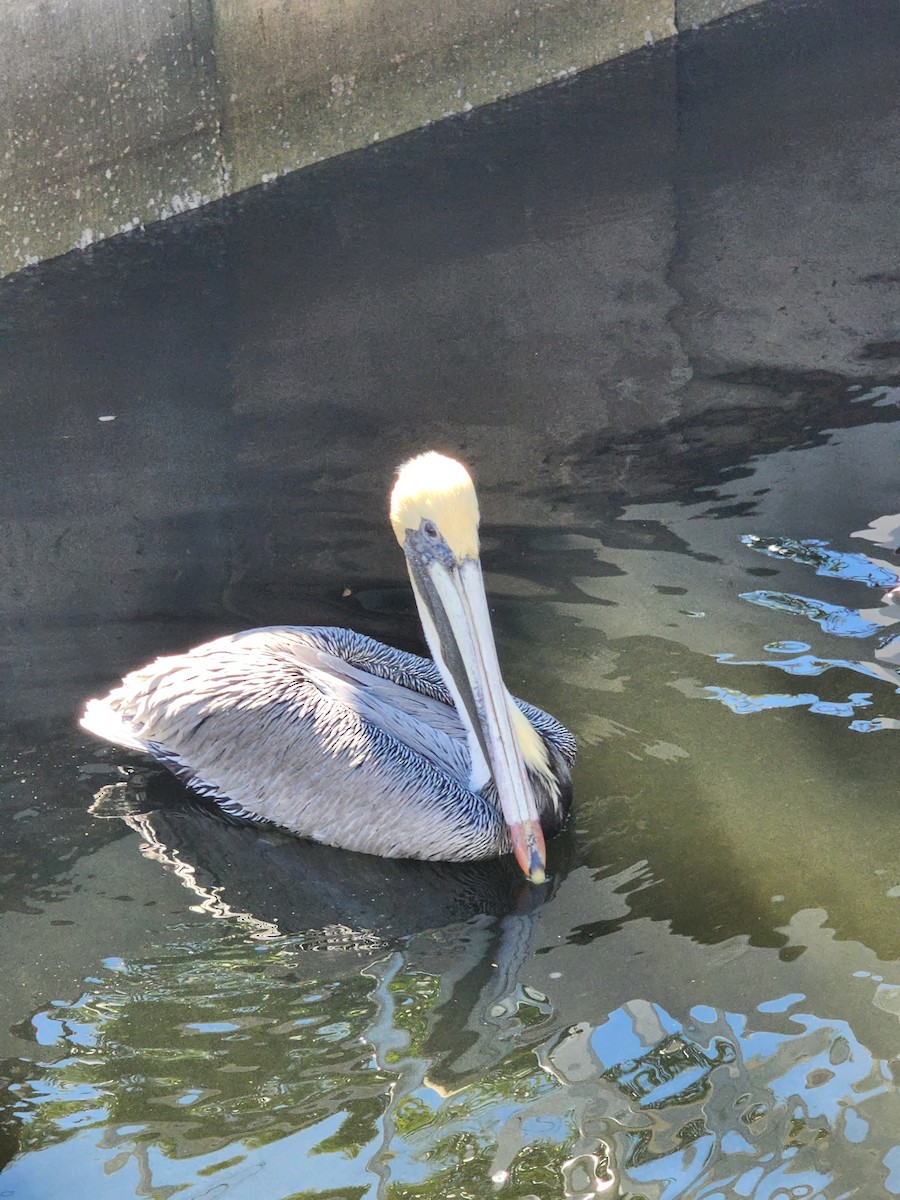 eBird Checklist - 14 Feb 2023 - Sponge Docks - 3 species