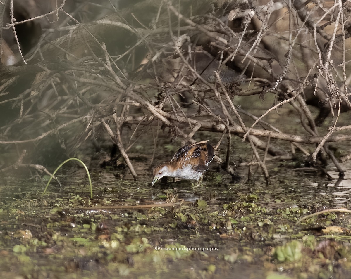 eBird Australia Checklist - 19 Feb 2023 - Sandy Camp Road Wetlands - 40 ...