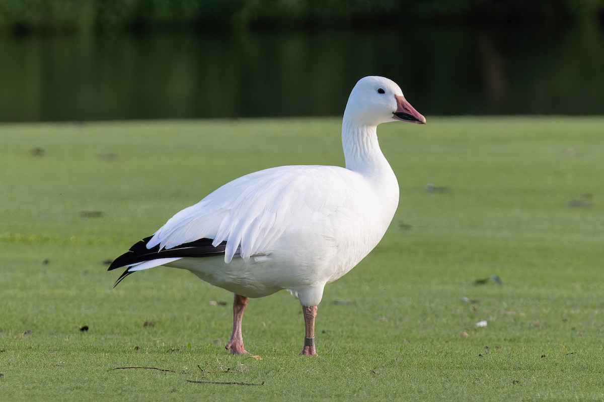 eBird Checklist - 1 Feb 2023 - Princeville Makai Golf Course - 11 species