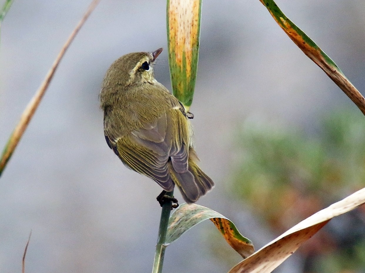 Green Warbler