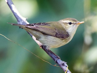 Greenish Warbler - Phylloscopus trochiloides - Birds of the World