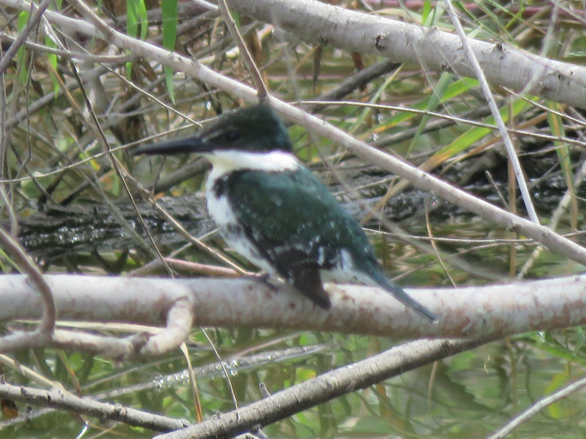 eBird Checklist - 18 Feb 2023 - Univ. of Texas, RGV (Brownsville ...