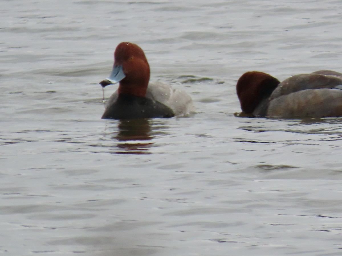 eBird Checklist - 18 Feb 2023 - Baskett Slough NWR - 21 species