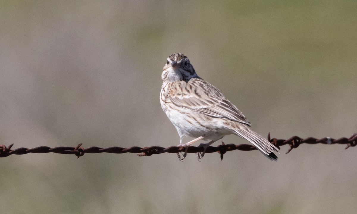 eBird Checklist - 18 Feb 2023 - Little Peachtree middle--mp 12.5 to mp ...