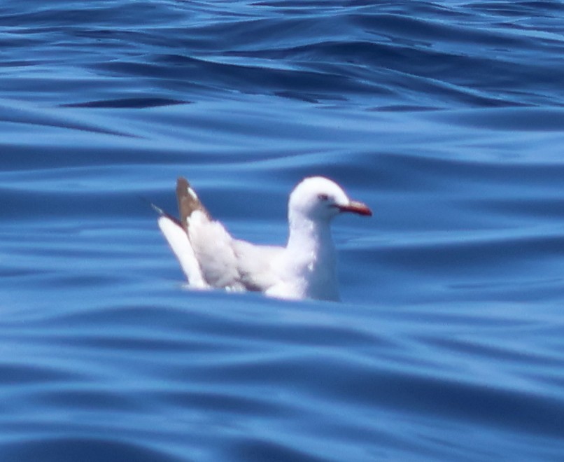 New Zealand Bird Atlas Checklist - 22 Jan 2023 - South Pacific Ocean ...