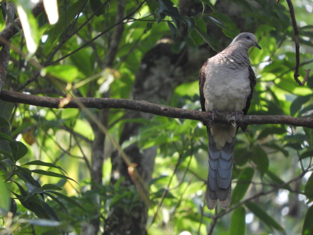 eBird Checklist - 19 Feb 2023 - Khao Yai NP--Pha Trom Jai Viewpoint ...