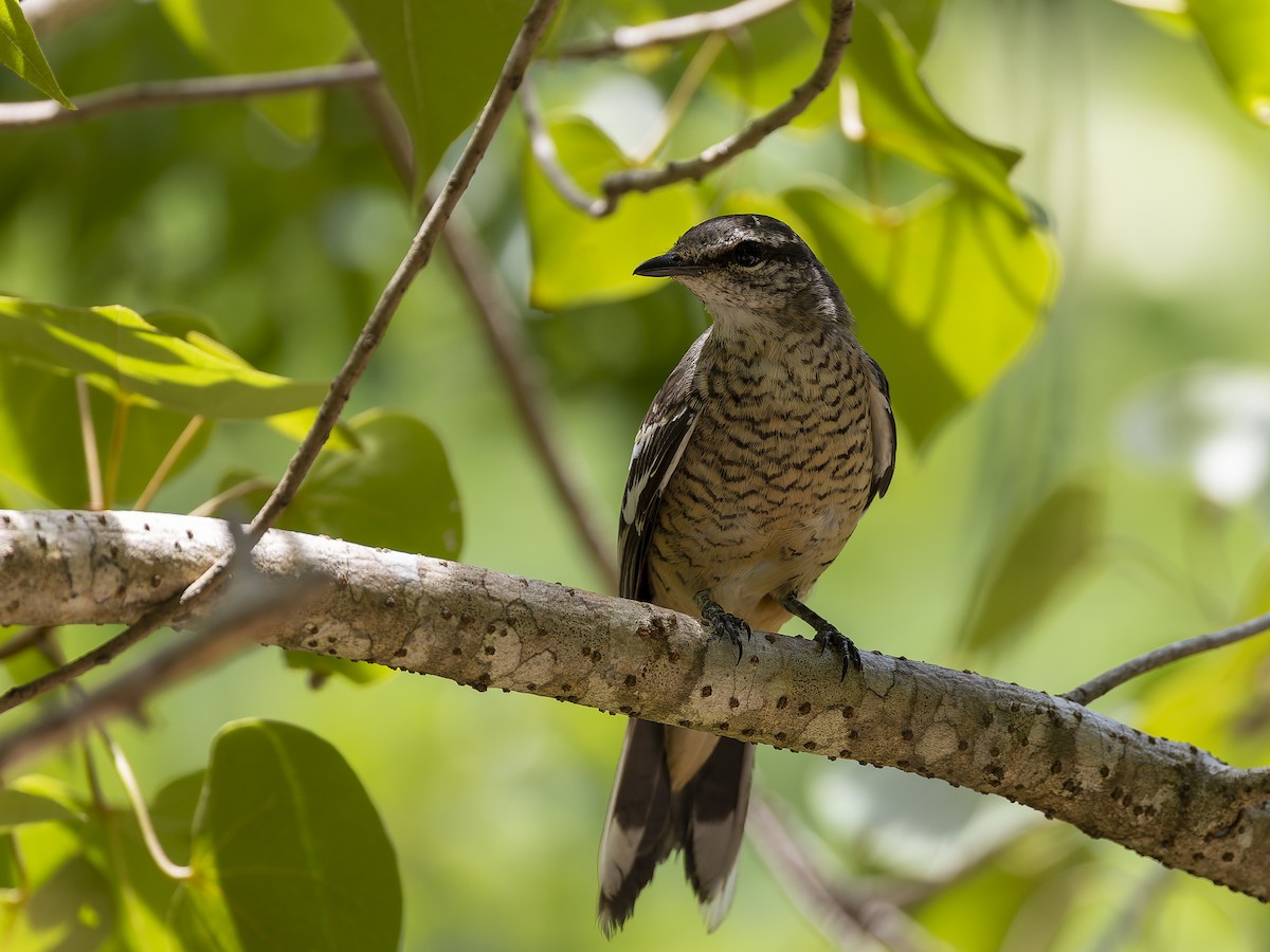 eBird Australia Checklist - 19 Feb 2023 - East Point Mangrove Boardwalk ...