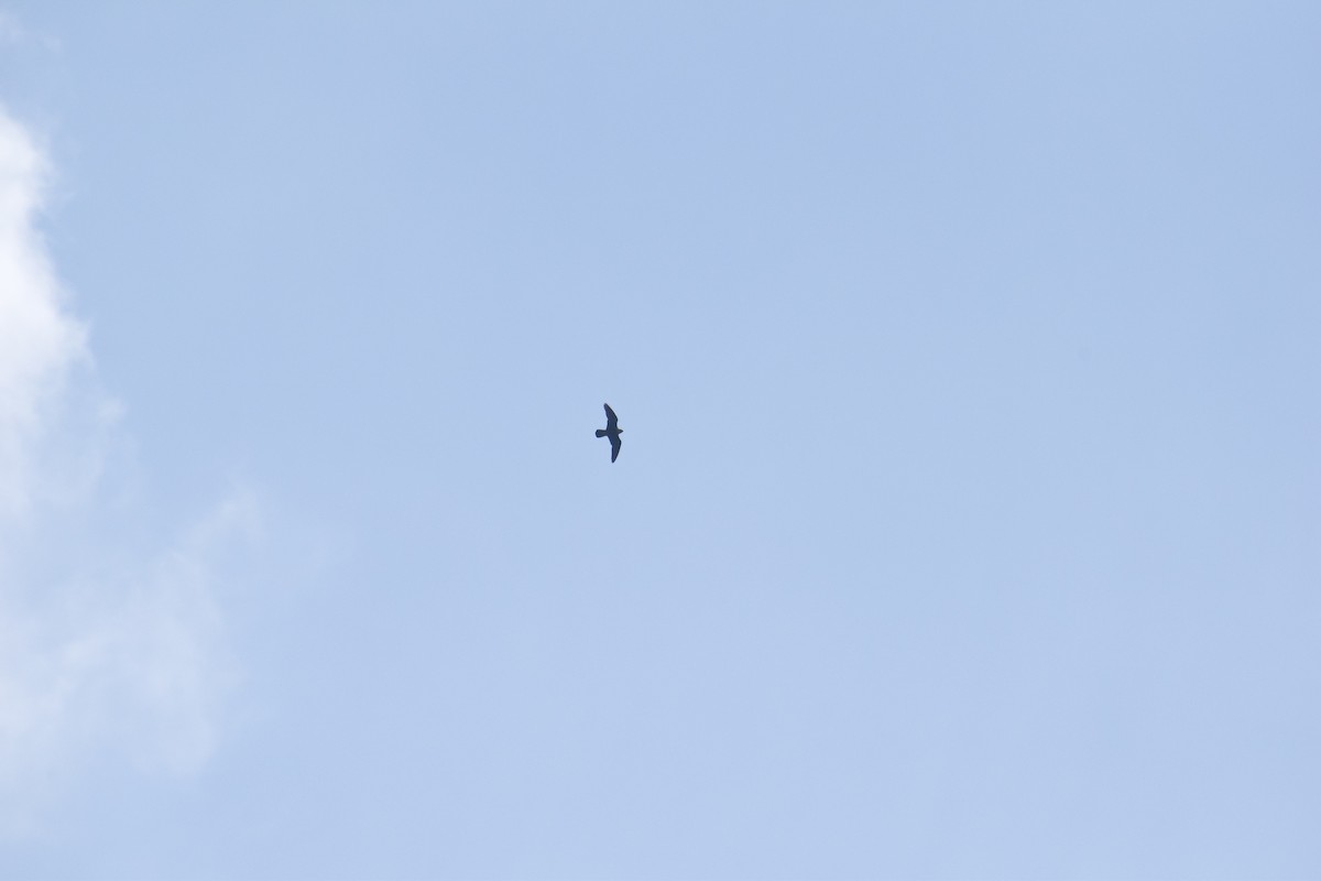 eBird Checklist - 19 Feb 2023 - Salim Ali Centre for Ornithology and ...