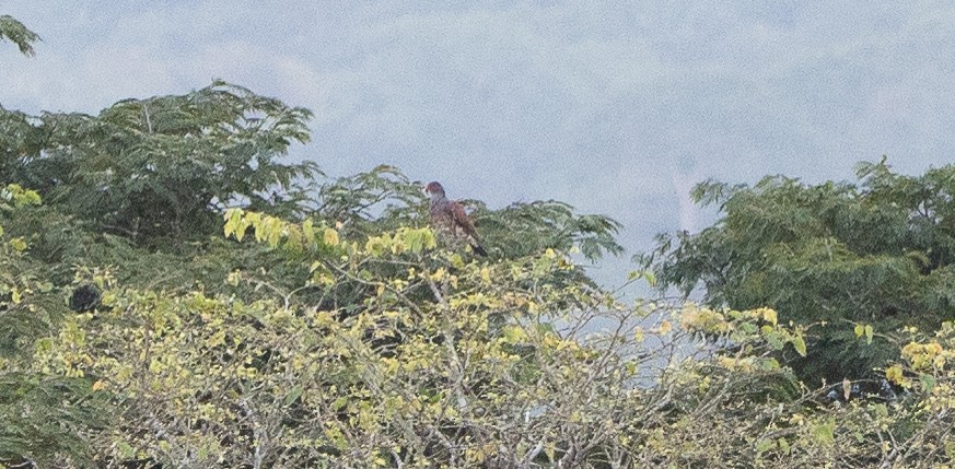 eBird Checklist - 14 Nov 2022 - Canopy Tower - 46 species