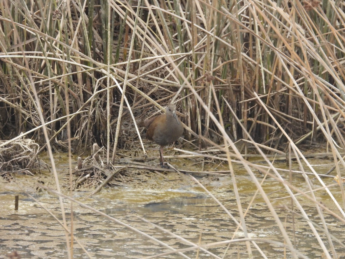eBird Checklist - 19 Feb 2023 - SN Humedal Río Maipo--Pajonal - 15 species