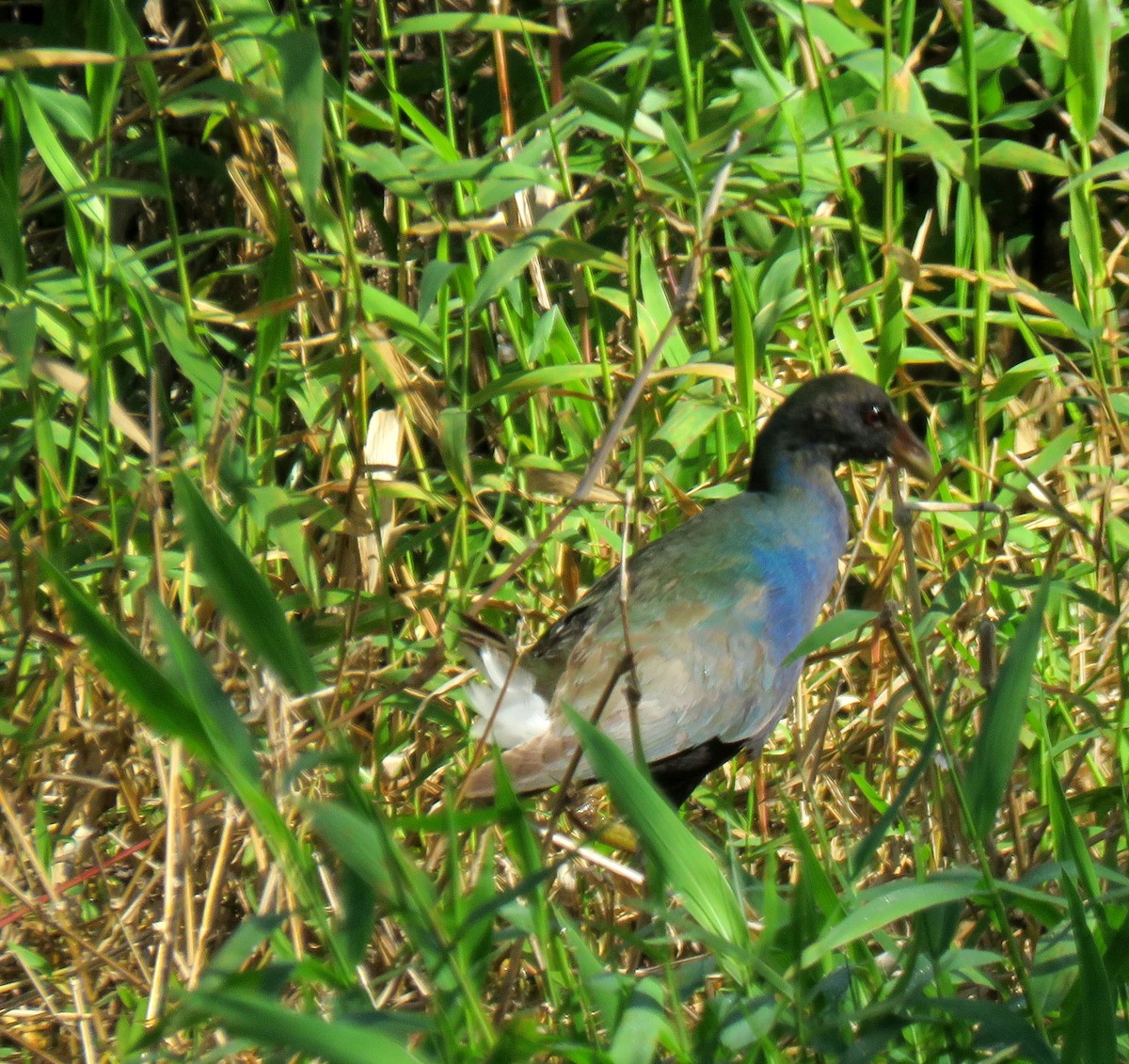 eBird Checklist - 19 Feb 2023 - Corkscrew Regional Ecosystem Watershed ...