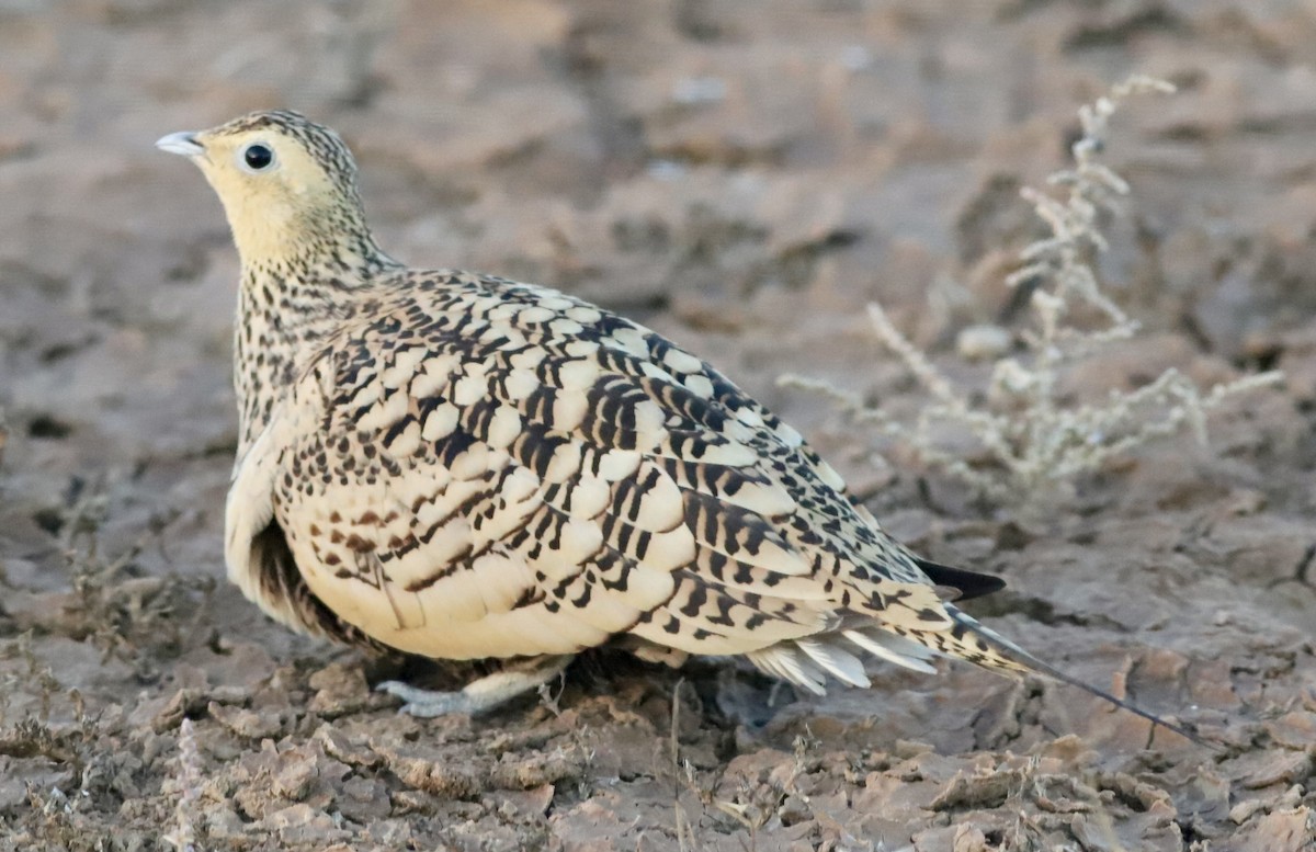 eBird Checklist - 1 Feb 2023 - PNOD--Grand Lac et environs - 59 species ...