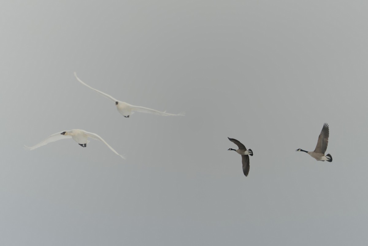 eBird Checklist - 19 Feb 2023 - Three Rivers WMA--Smokey Hollow Rd ...