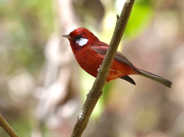 Red Warbler Bird
