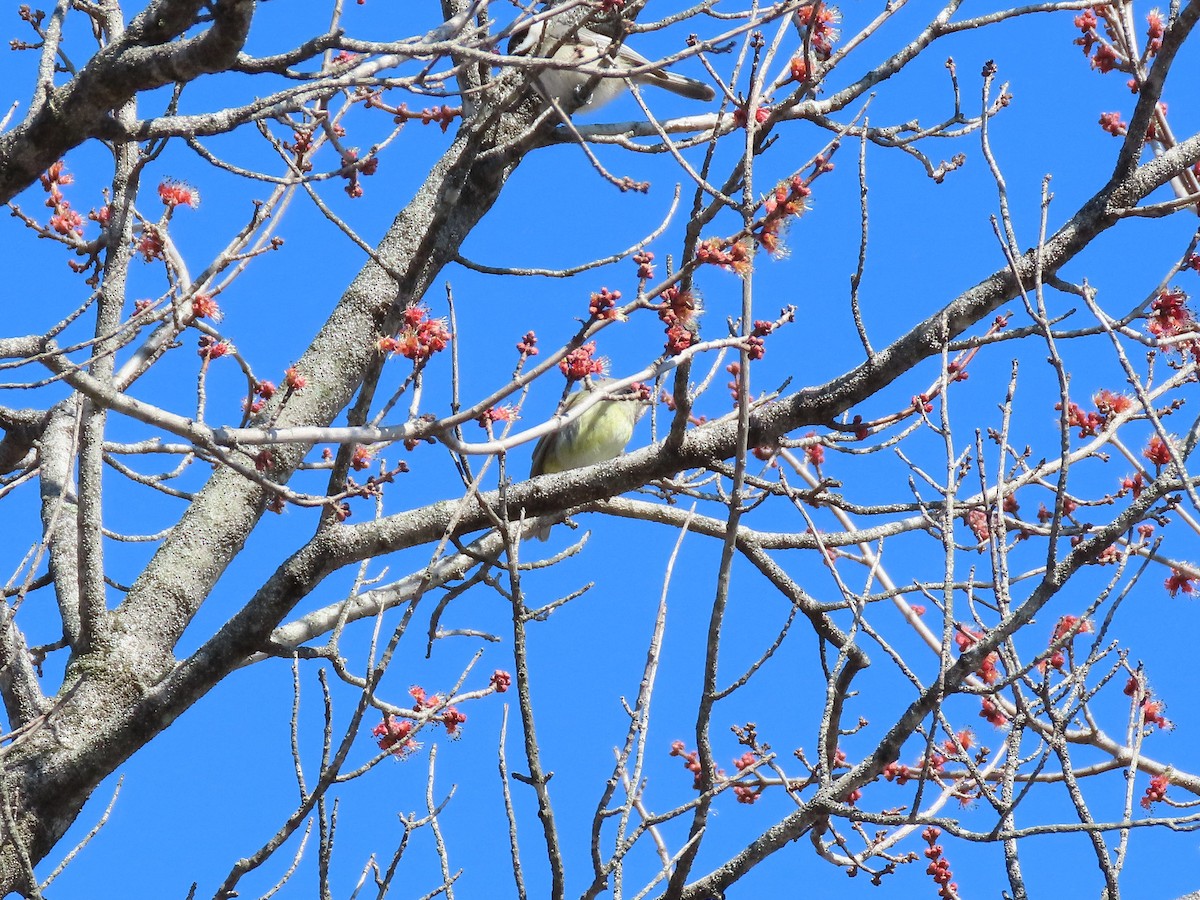 eBird Checklist - 18 Feb 2023 - Prime Hook NWR--Dike Trail (formerly ...