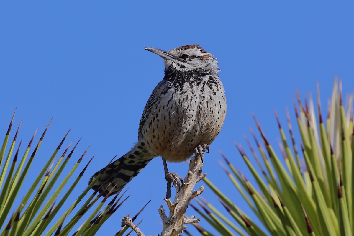 eBird Checklist - 18 Feb 2023 - Las Vegas Paiute Golf Resort - 5 species