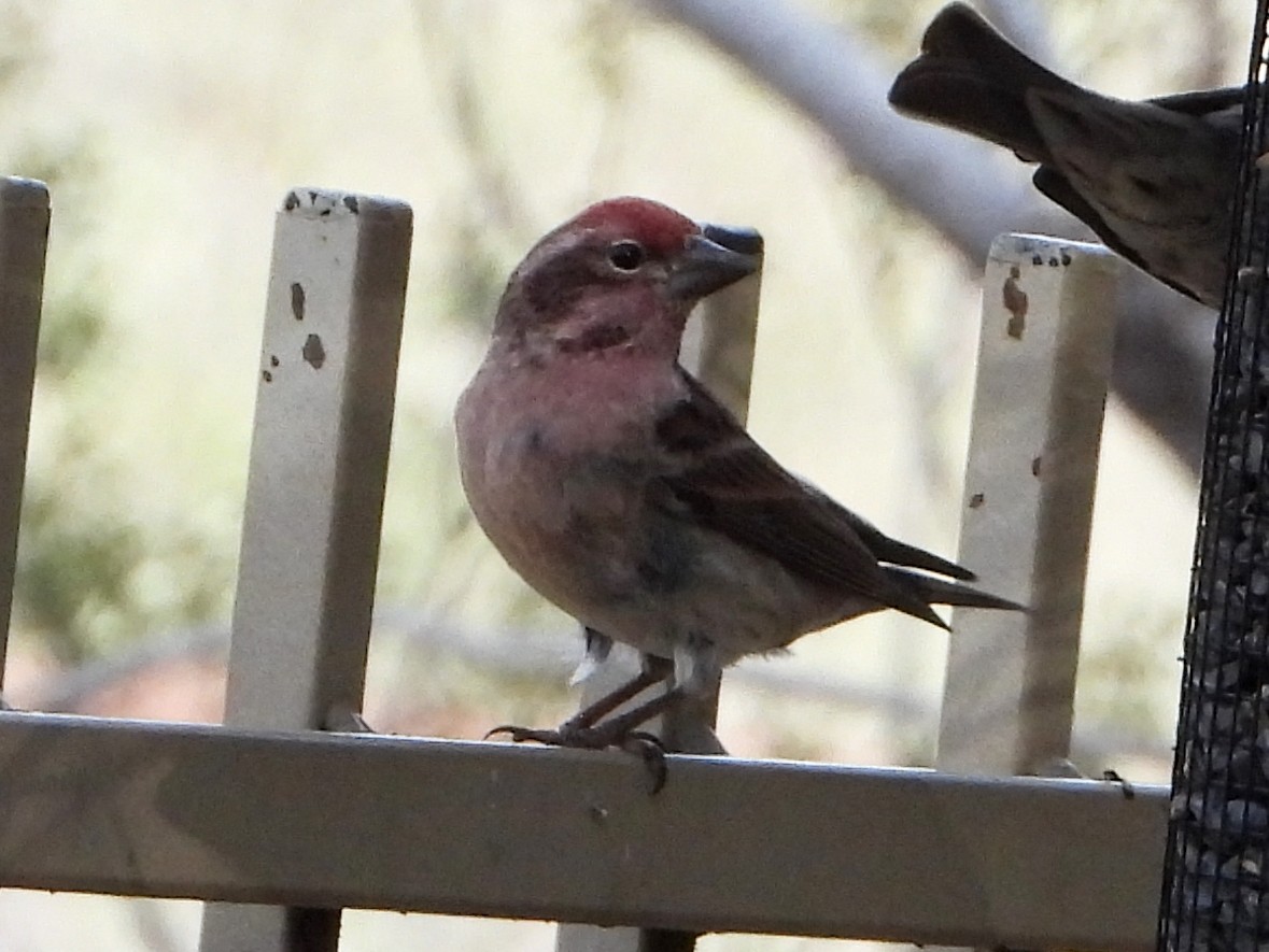 eBird Checklist - 19 Feb 2023 - Griffin Riley home - 18 species