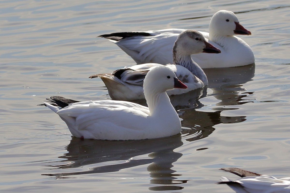 eBird Checklist - 19 Feb 2023 - Henderson Bird Viewing Preserve - 51 ...