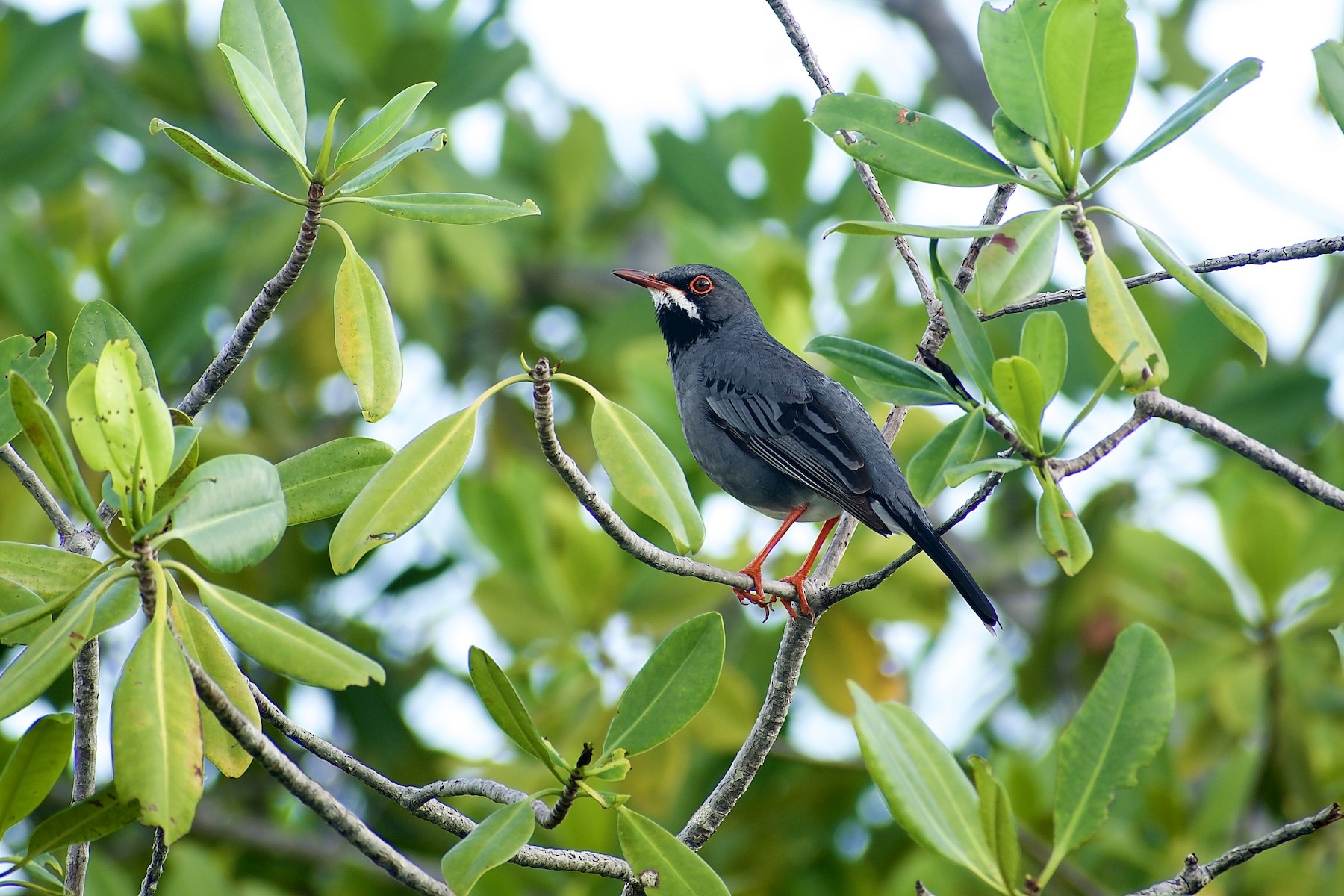 Red-legged Thrush (Cuban) - eBird