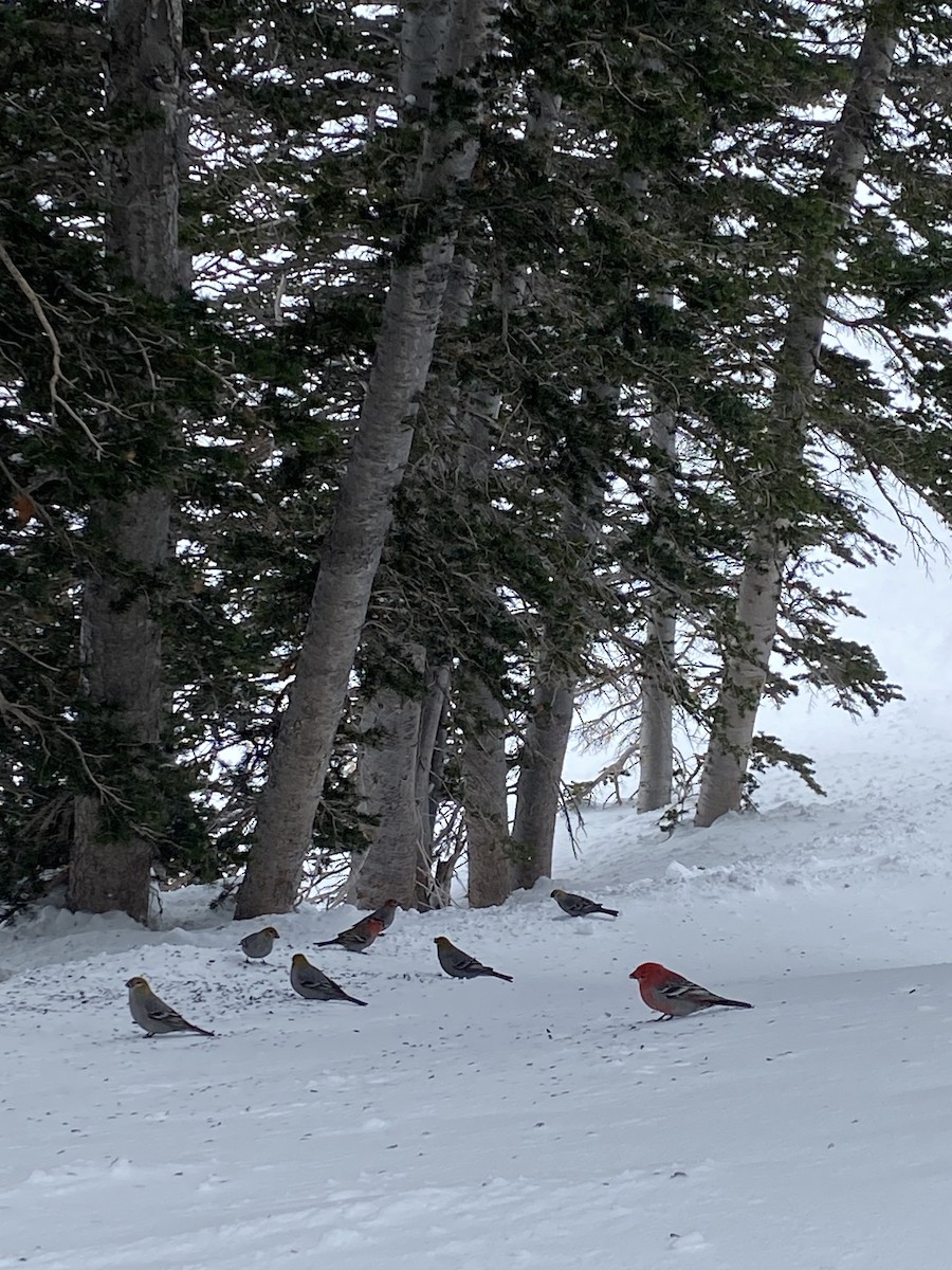 eBird Checklist - 20 Feb 2023 - Little Cottonwood Canyon--Alta's ...