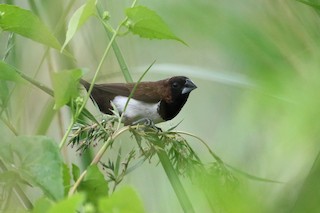 Javan Munia - Lonchura leucogastroides - Birds of the World