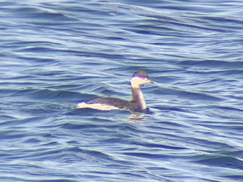 eBird Checklist - 20 Feb 2023 - Eastern Point--General Area - 48 species