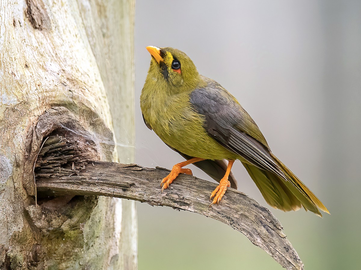 Bell Miner - Manorina melanophrys - Birds of the World