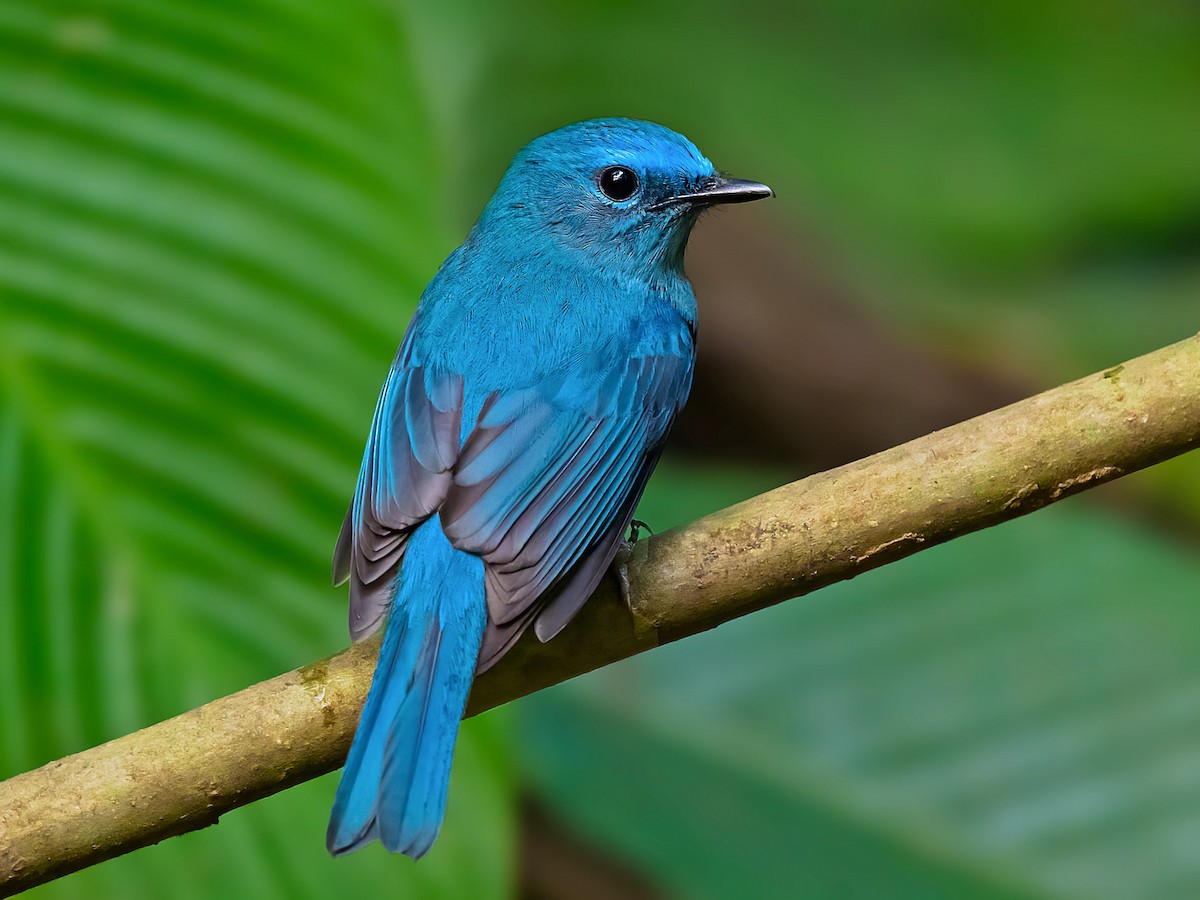 Pale Blue Flycatcher - Cyornis unicolor - Birds of the World