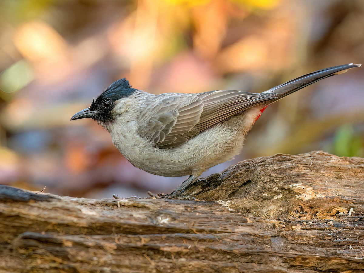 Sooty-headed Bulbul - Pycnonotus aurigaster - Birds of the World