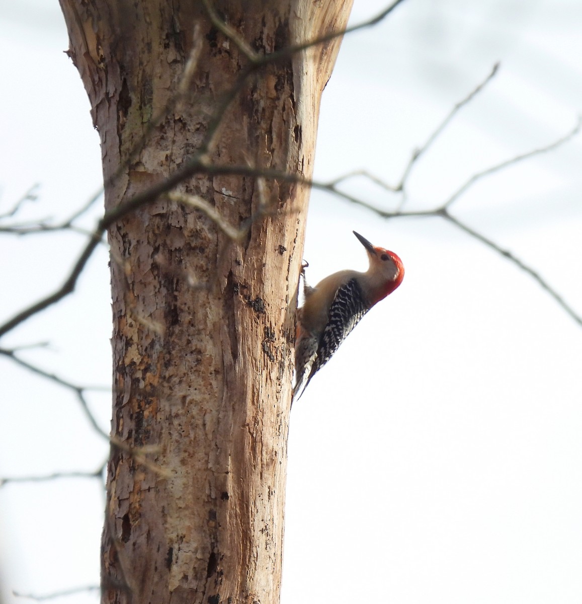 Mass Audubon eBird Checklist - 20 Feb 2023 - Museum of American Bird ...