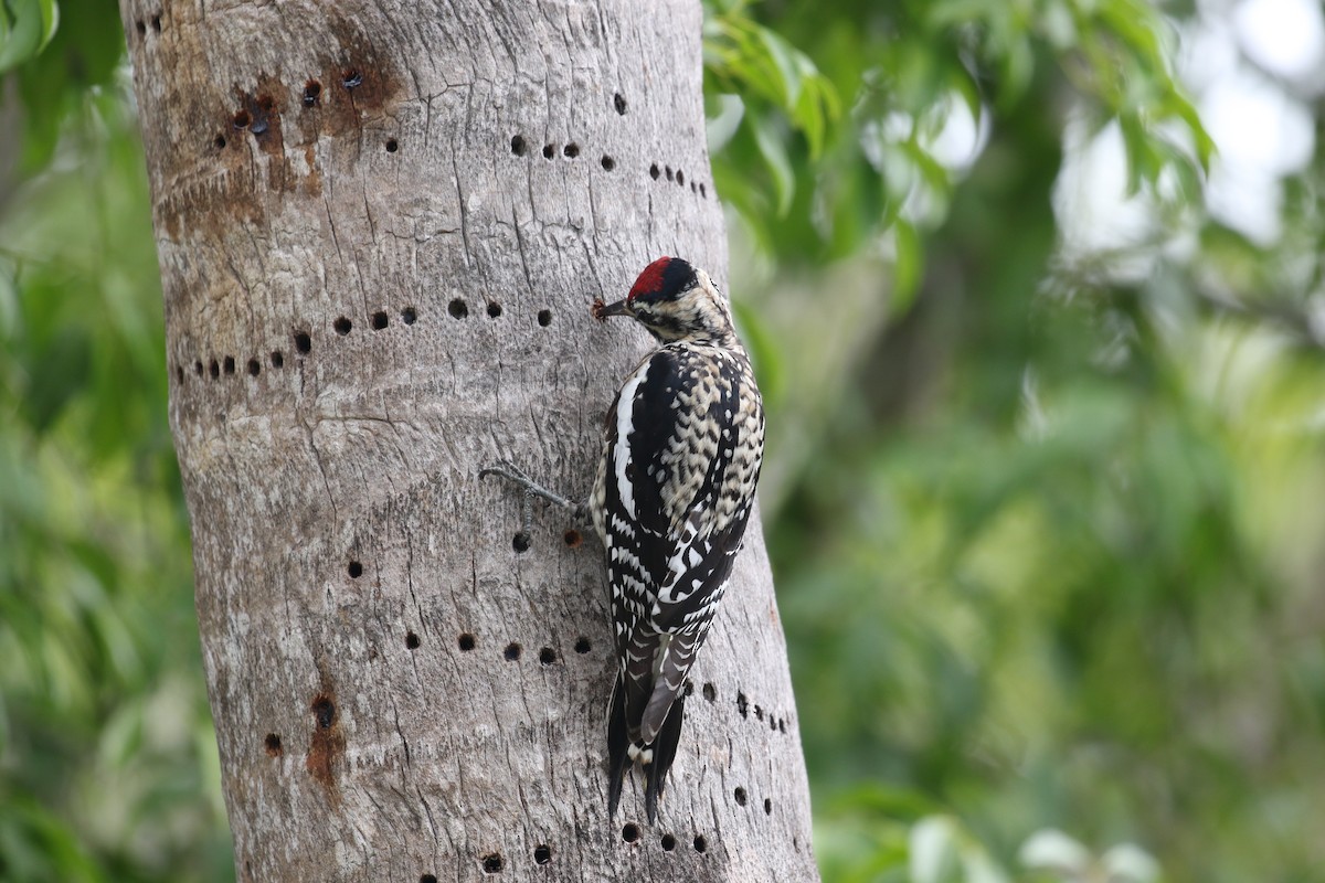 Mass Audubon eBird Checklist - 20 Feb 2023 - Key West Tropical Forest ...