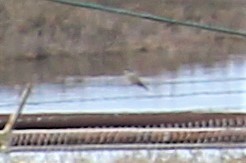 new world flycatcher sp. - eBird
