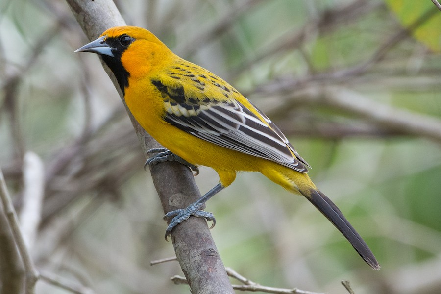 Calandria Dorso Rayado (grupo pustulatus) - eBird