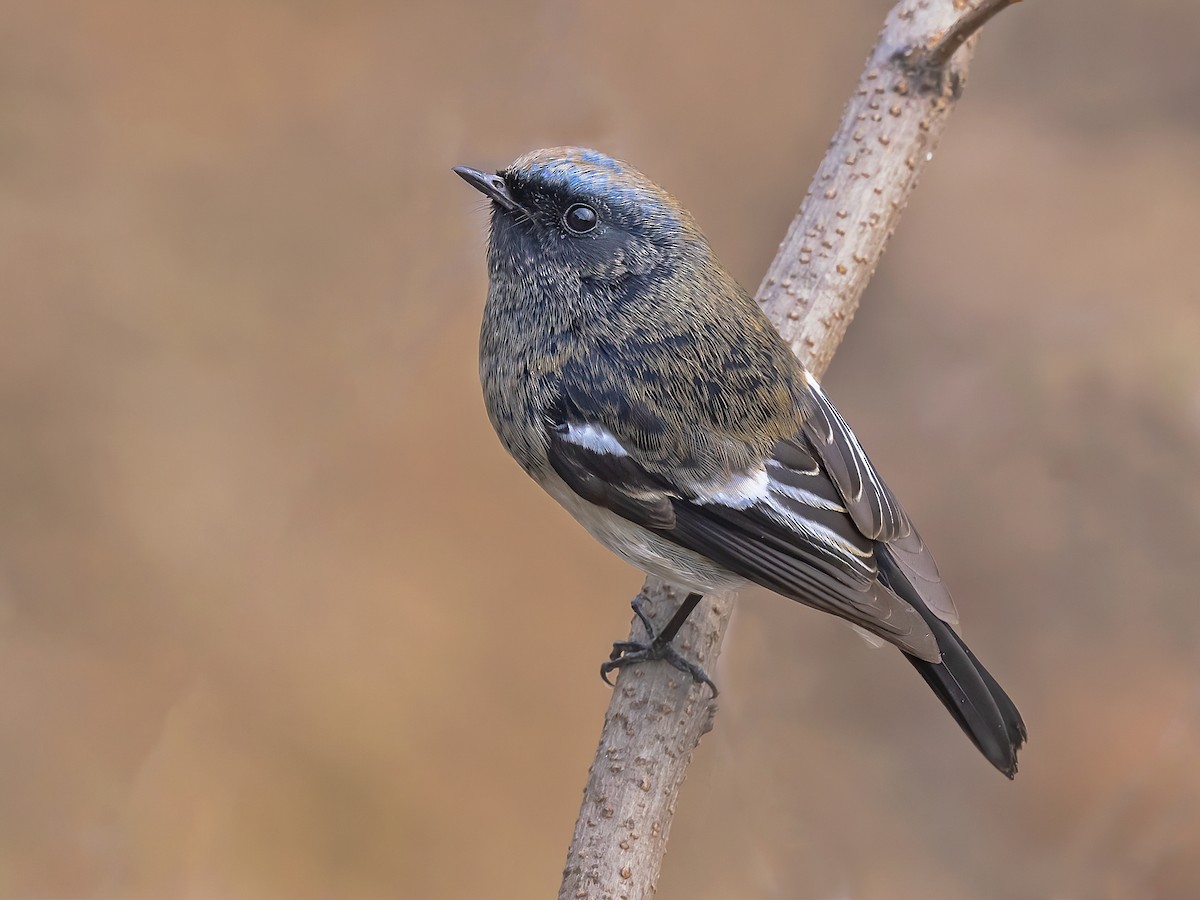 Blue-capped Redstart - Phoenicurus coeruleocephala - Birds of the World