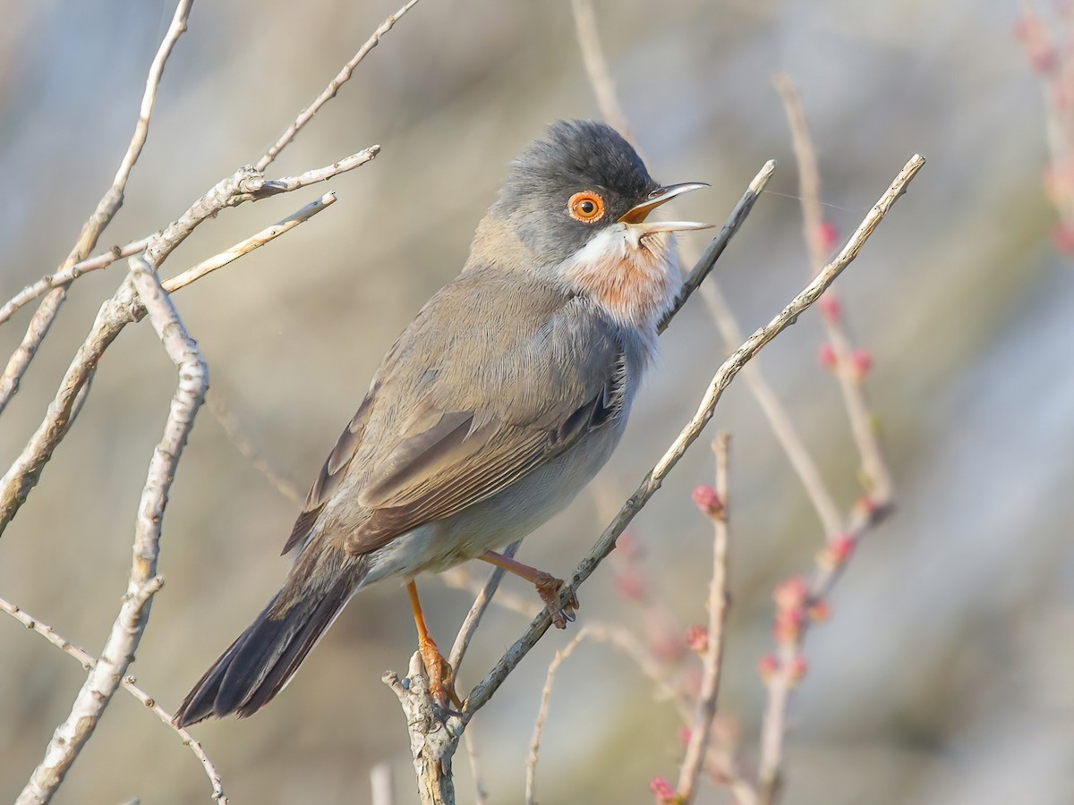 Menetries's Warbler - Curruca mystacea - Birds of the World